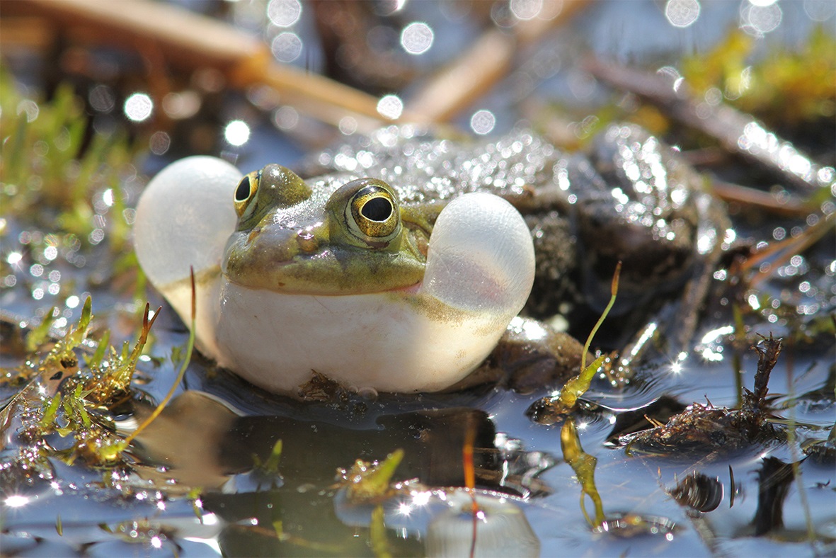 Nya hem åt sällsynta groddjur - SKB